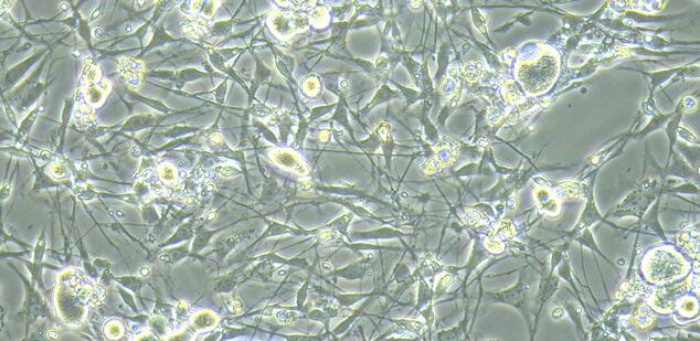 CSI282Ra01 | Primary Rat Dorsal Root Ganglion Neuron Cells (DRGN ...