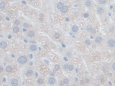 PAJ039Mu01 | 肝再生扩展生长因子(GFER)多克隆抗体 | Mus musculus (Mouse，小鼠) USCN(武汉云克隆 ...